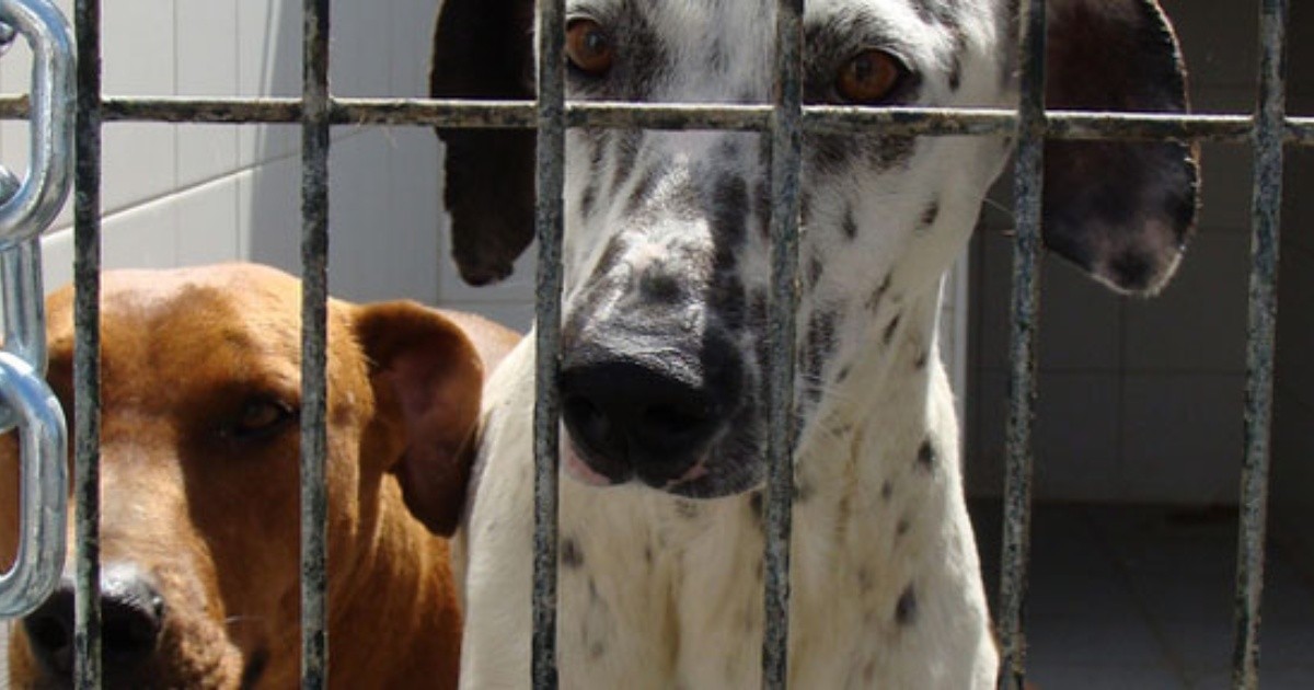 El perro, de mejor amigo a manjar según las culturas | Rosario3