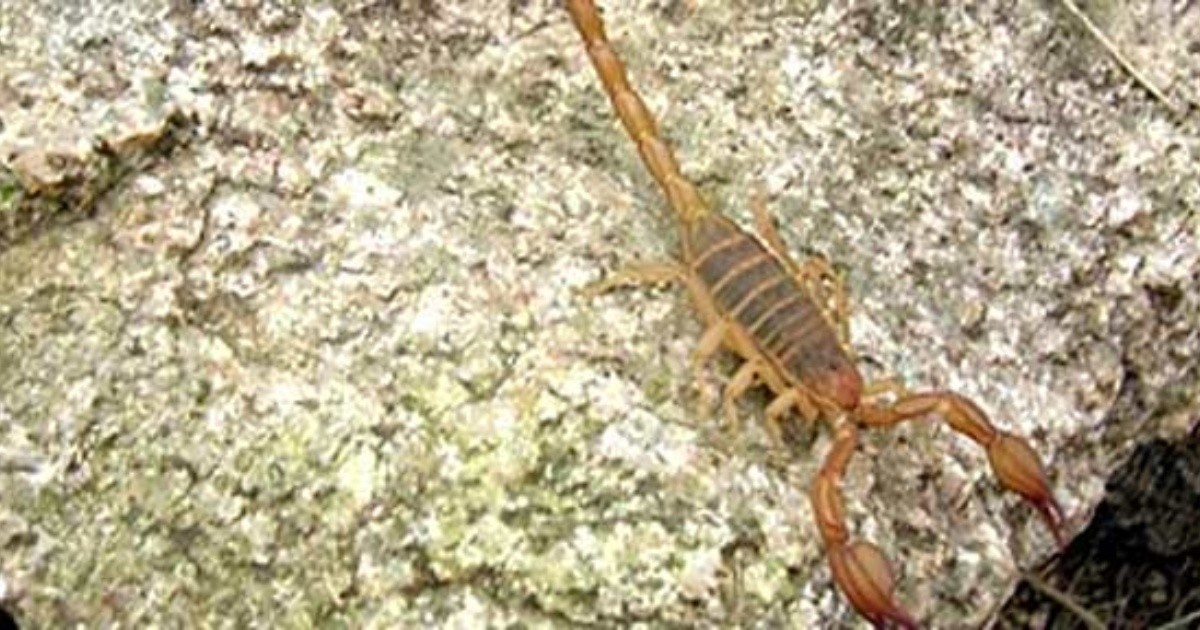 El alacrán, un pequeño enemigo que esconde un gran peligro | Rosario3