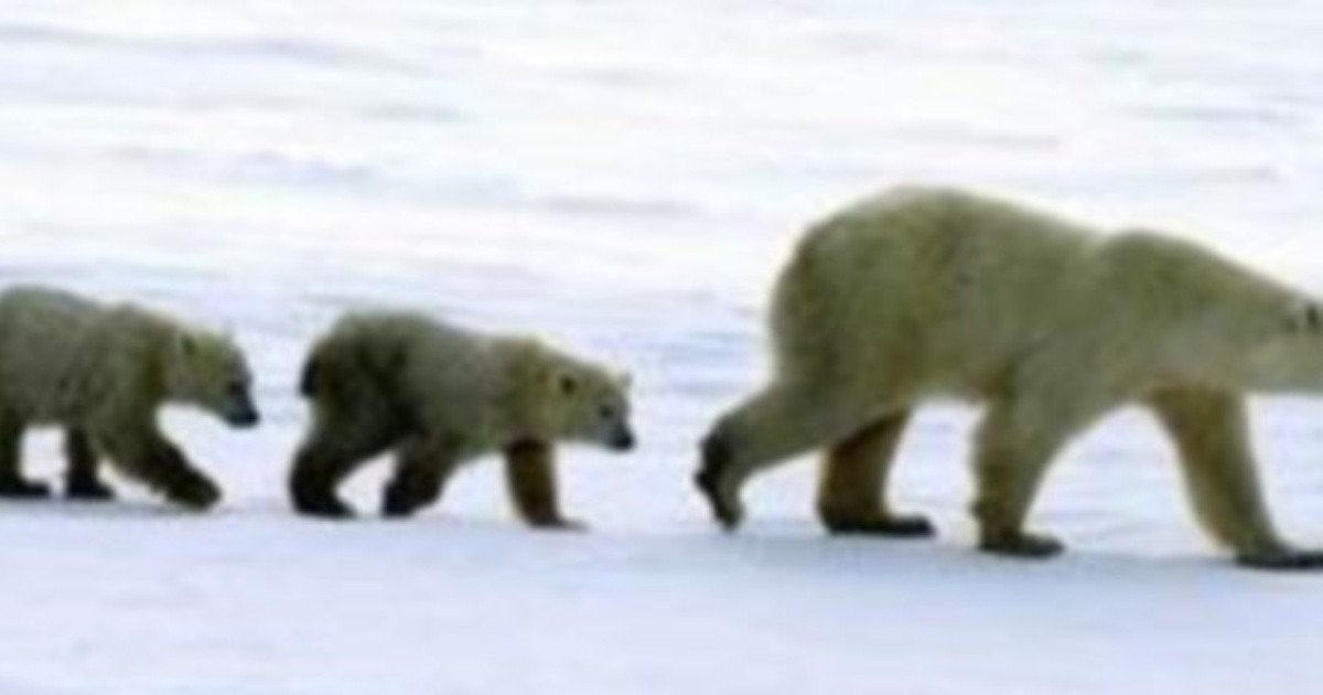 Por el estrés, los osos polares son más pequeños | Rosario3