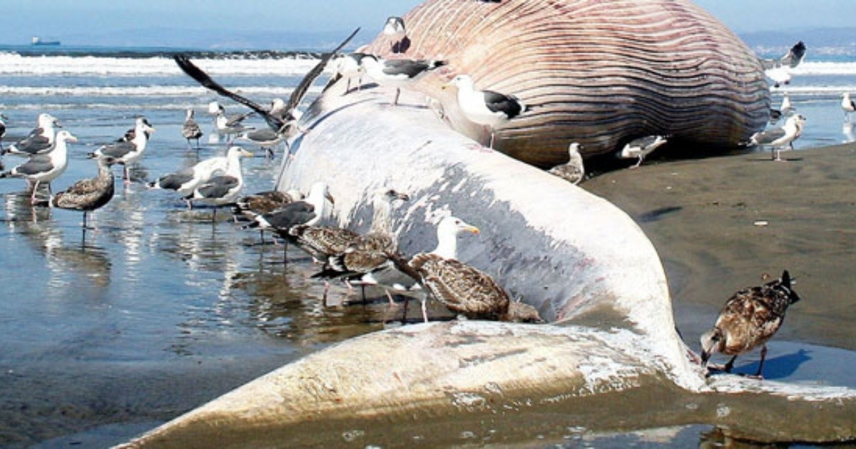 Hallan muerta en una playa mexicana una ballena azul de 15 metros ...