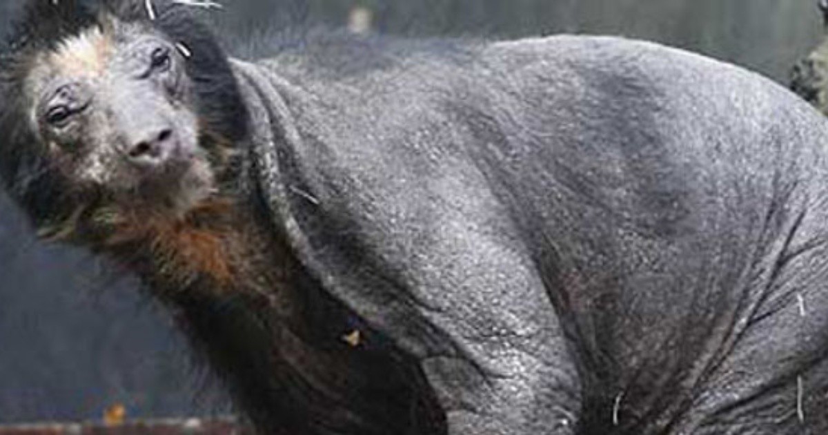 Las osas calvas del zoológico de Leipzig, todo un misterio | Rosario3