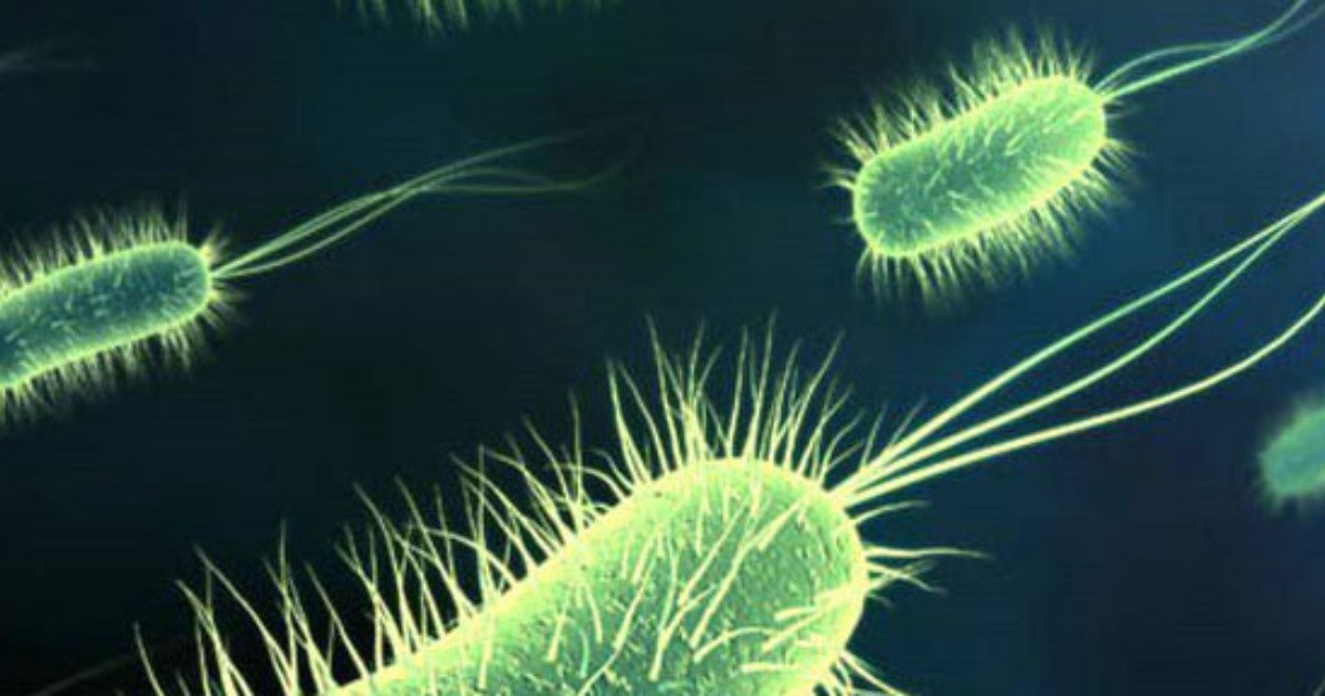 Las bacterias del cuerpo humano reunidas en un nuevo "atlas" | Rosario3