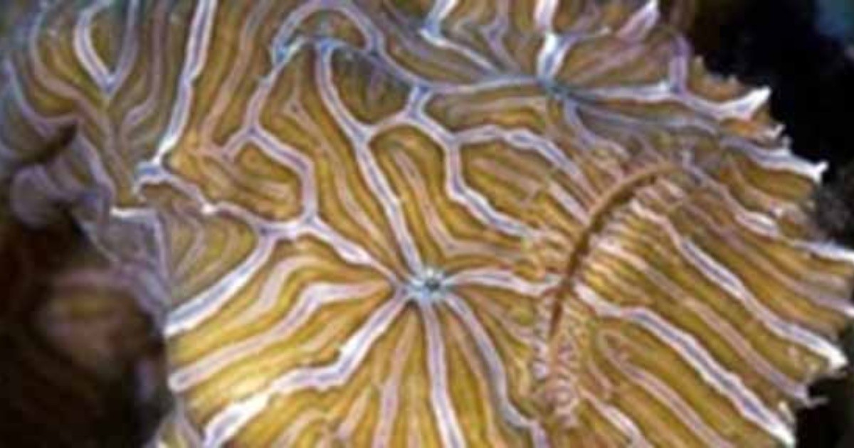 Un pez rana entre las especies más top | Rosario3