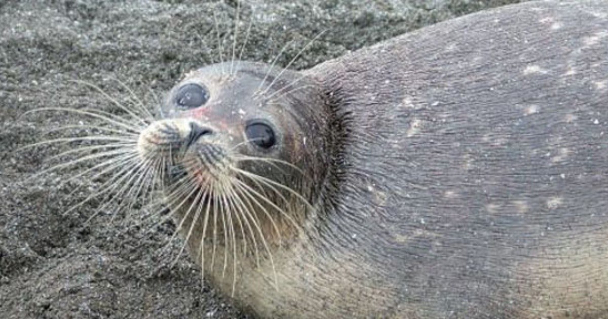 Bigotes de focas detectan peces a distancia | Rosario3
