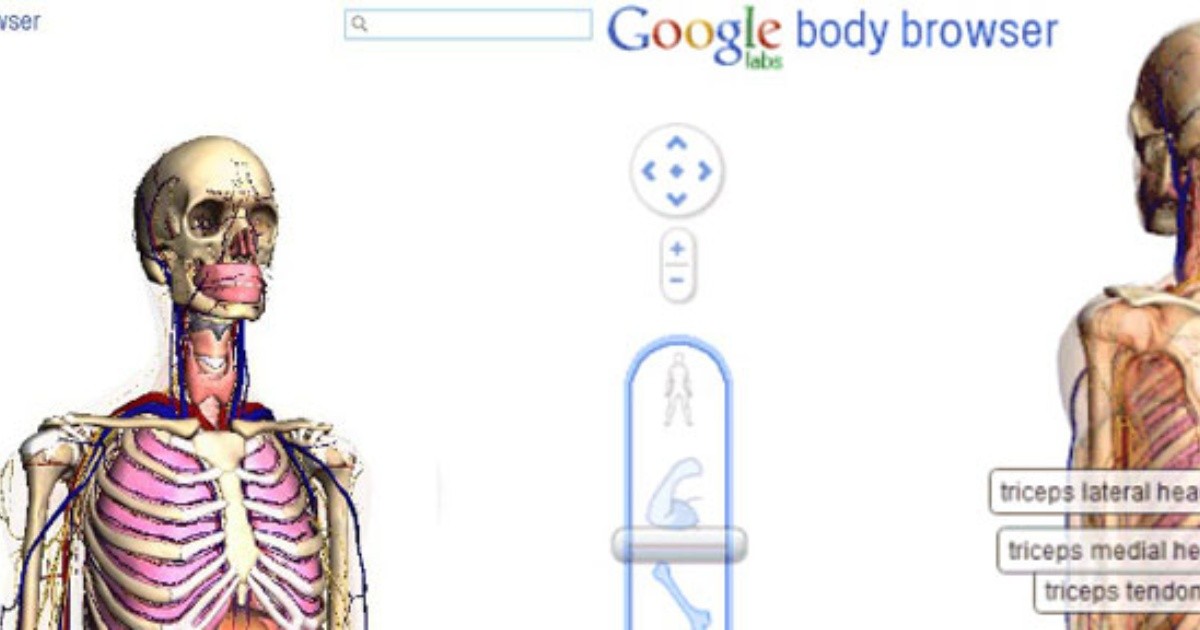 Geografía del cuerpo humano: del Google Earth al Google Body Browser ...