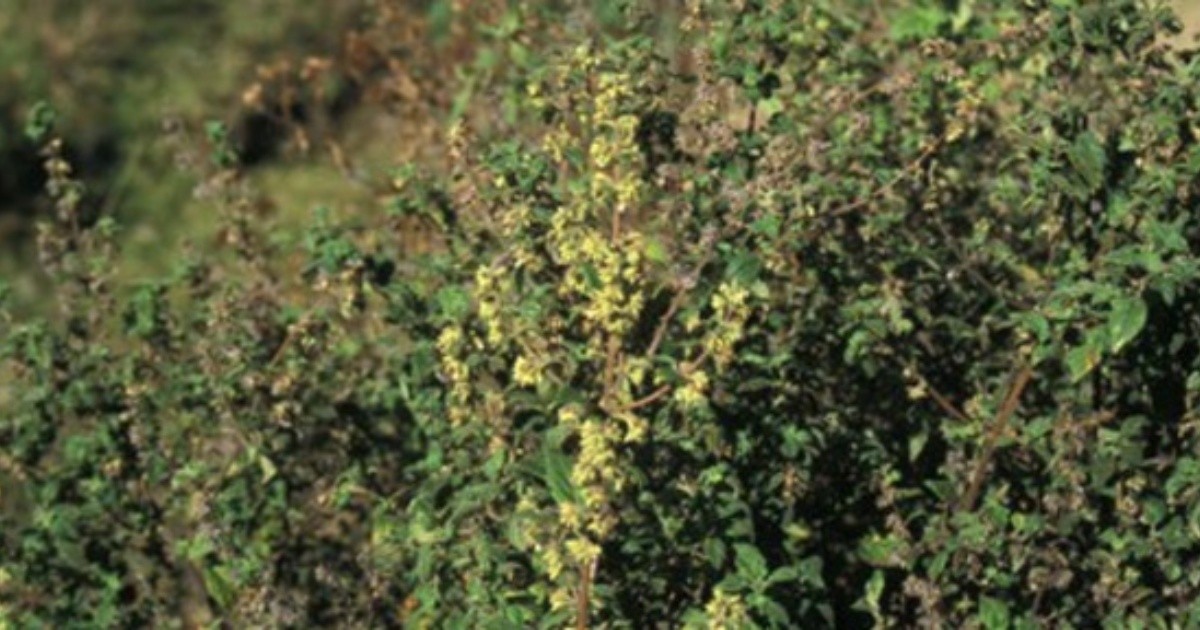 La peperina tendría nuevos usos medicinales | Rosario3