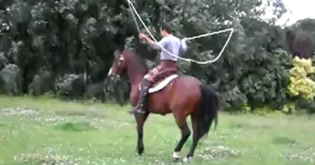 Video loco: los caballos también quieren jugar | Rosario3