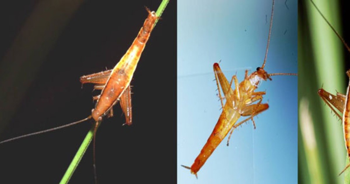 Bichos raros: ranking de especies extrañas descubiertas en 2010 | Rosario3