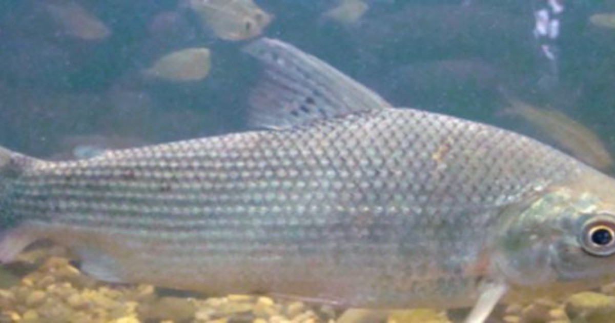Para pescadores: difunden datos sobre las costumbres del sábalo | Rosario3