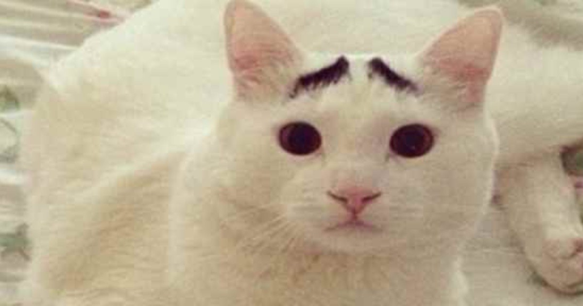 Conocé a Sam, el gato con cejas | Rosario3