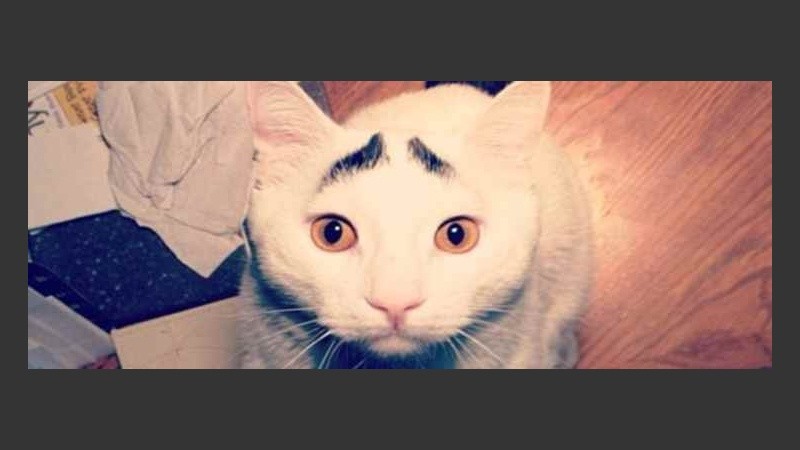 Conocé a Sam, el gato con cejas | Rosario3