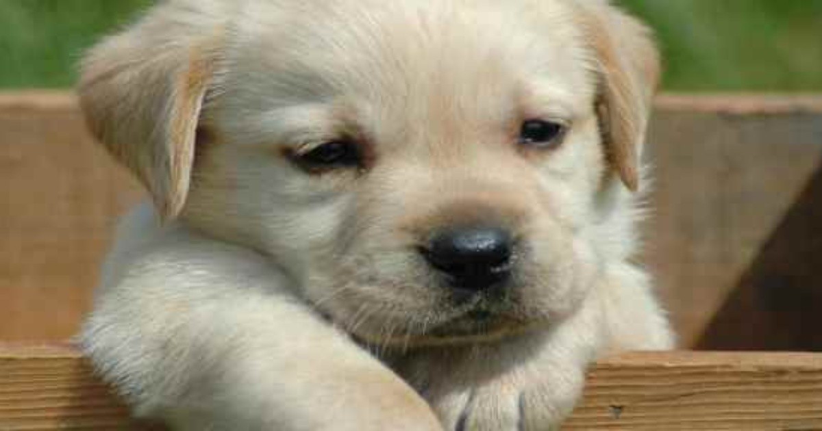 Ranking perruno: cuáles son las razas más populares | Rosario3