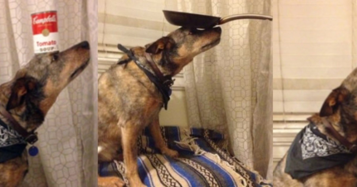 Jack, el perro que se hizo famoso por sus malabares | Rosario3