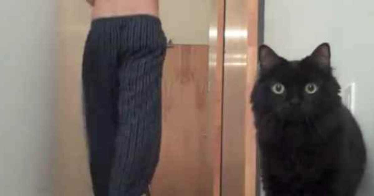 Gato "incrédulo" ensaya su mejor cara de sorpresa | Rosario3