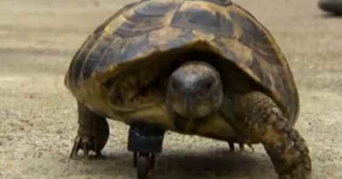Tortuga roller: le reemplazan la pata con una rueda | Rosario3