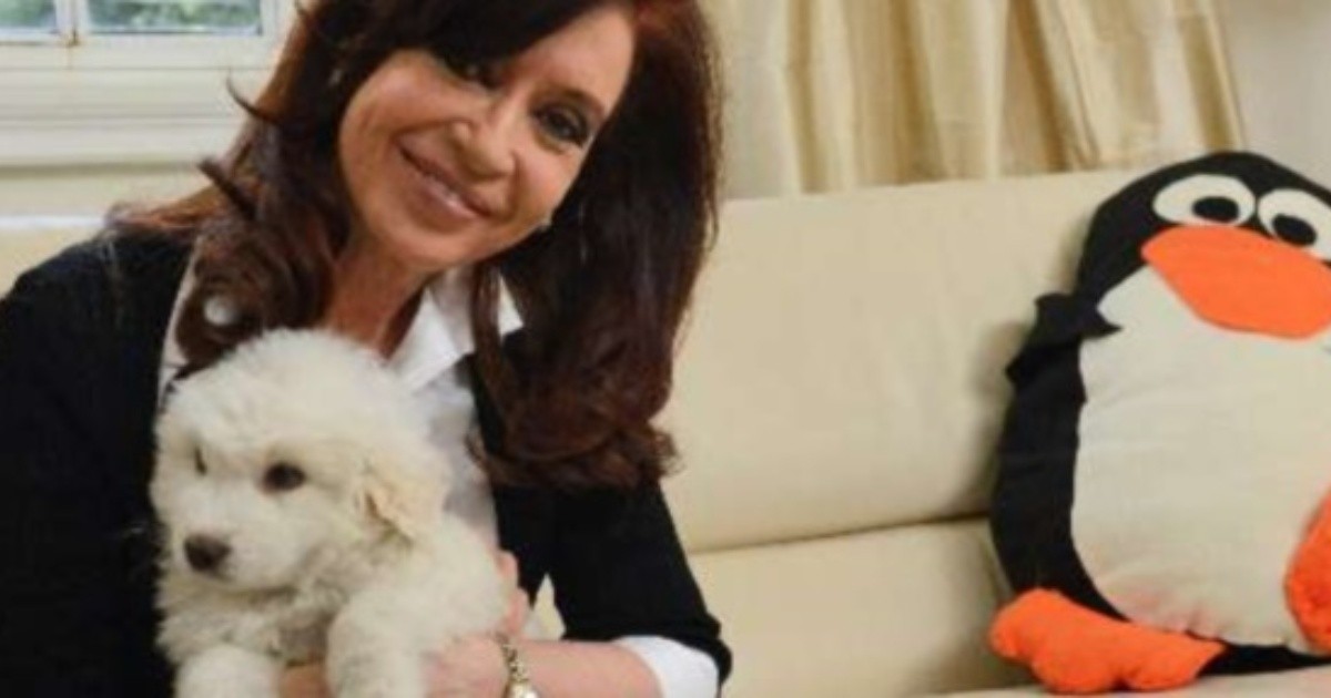 Simón, el mucuchí bolivariano que sólo se consigue en Olivos | Rosario3