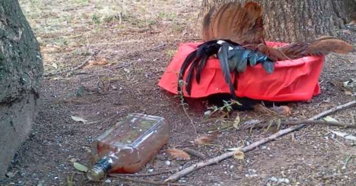 Gallo muerto, manta roja y otros restos: ¿Una macumba? | Rosario3