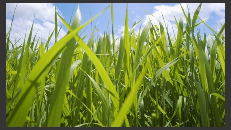 El verano todavía crece en la ciudad | Rosario3