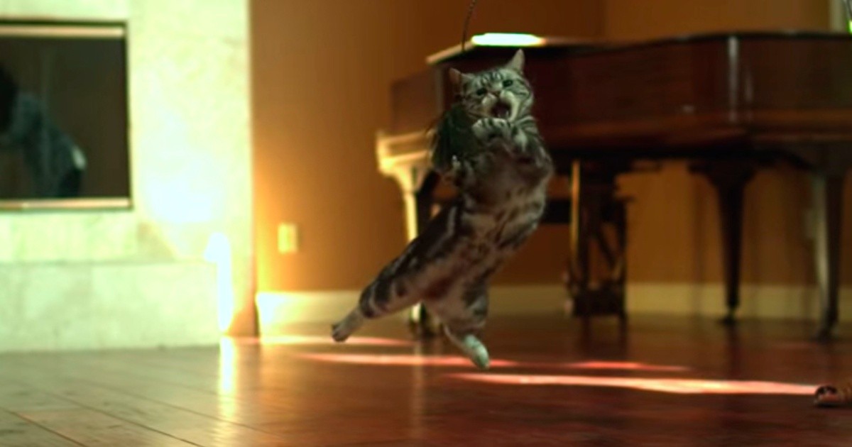 Así se mueve un gato en slowmotion | Rosario3