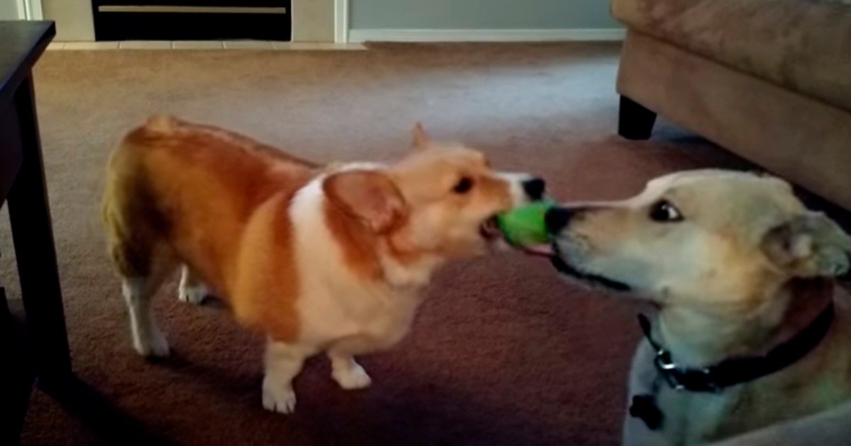 Perro inteligente vs perro tonto | Rosario3