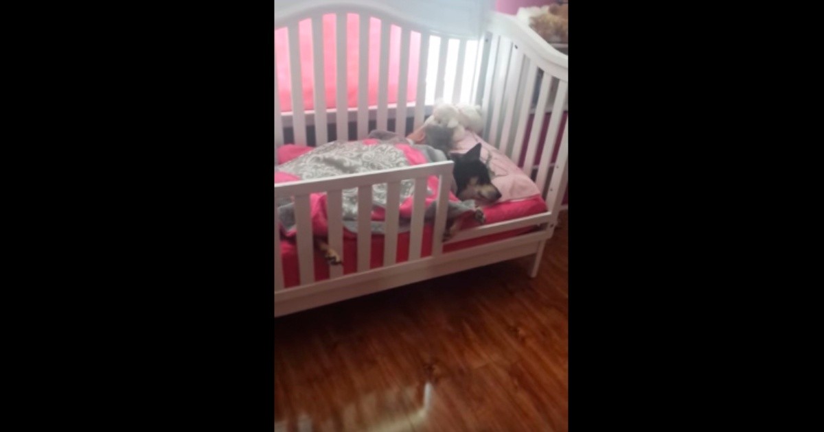 A este perro le fascina dormir en la cuna | Rosario3