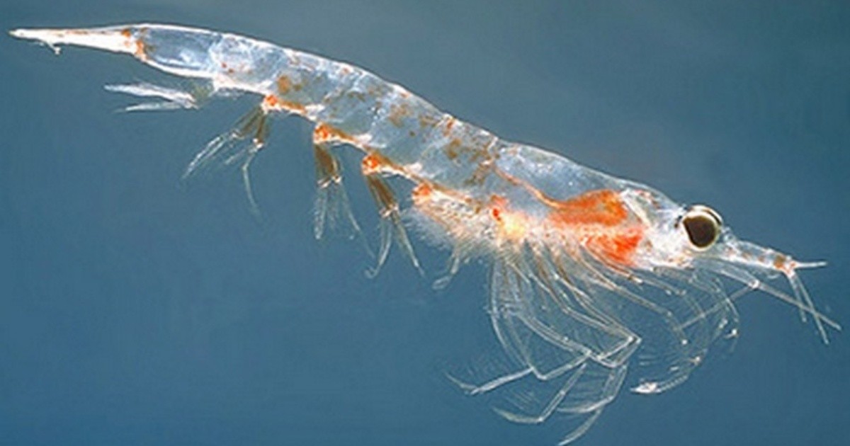 Aceite de krill: alternativa saludable para los que no comen pescado ...