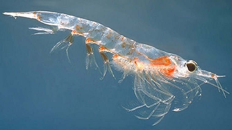 Aceite de krill: alternativa saludable para los que no comen pescado ...