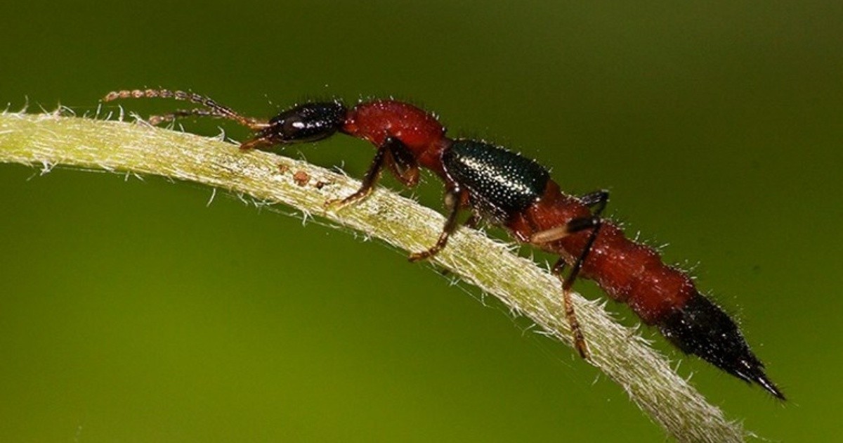 ¿Bicho de ciudad? Un insecto tropical llegó a Rosario | Rosario3