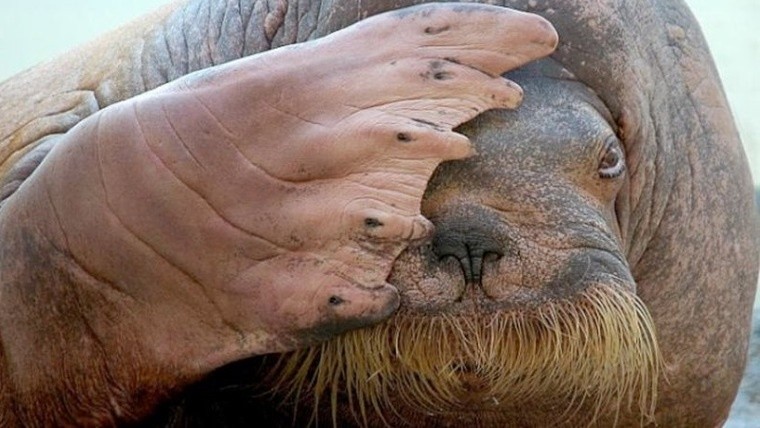 Todo por una selfie: una morsa ahogó a dos hombres | Rosario3.com ...