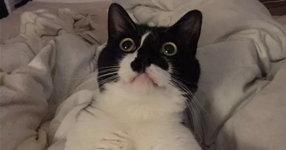Mete miedo: conocé la historia del gato asustado | Rosario3