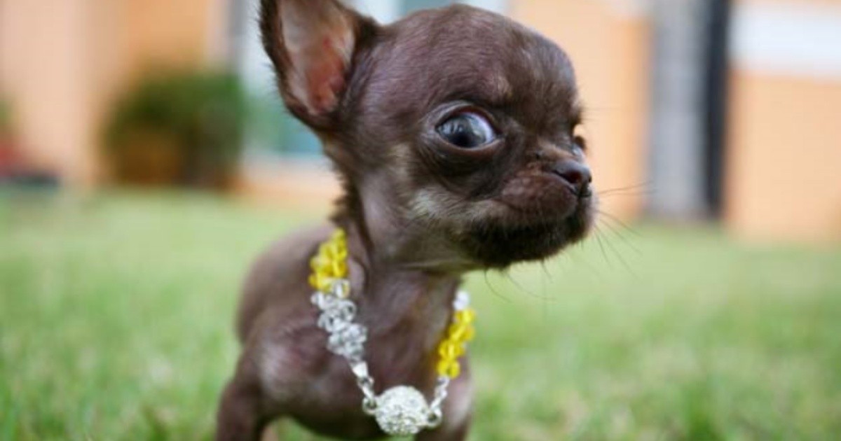 Super pichichus: los perros favoritos de los argentinos | Rosario3