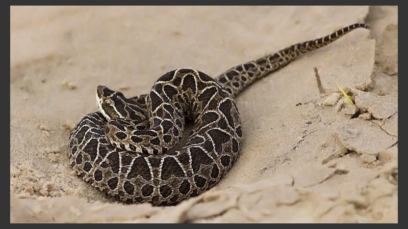 “En verano aumentan los casos de mordedura de yarará” | Rosario3