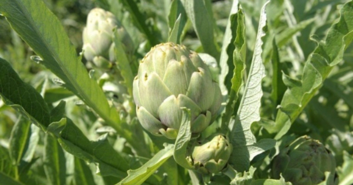 Científicos locales evalúan propiedades medicinales del alcaucil | Rosario3