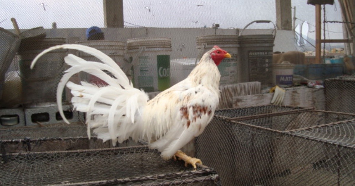 El gallo que te despierta a pura risotada | Rosario3