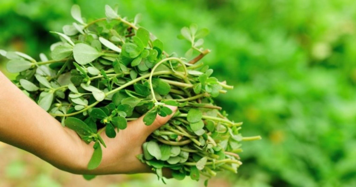 Los yuyos también pueden ser sanos, comestibles y medicinales | Rosario3