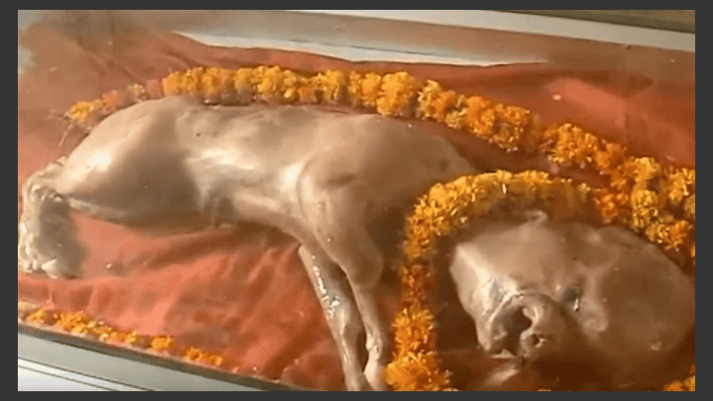 Nació una vaca con cabeza "humana" y la consideran una divinidad | Rosario3