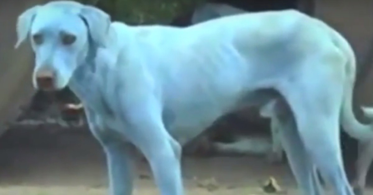 Misterio por perros azules en la India | Rosario3