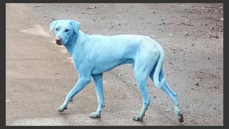 Perros de la India se volvieron azules por la contaminación | Rosario3