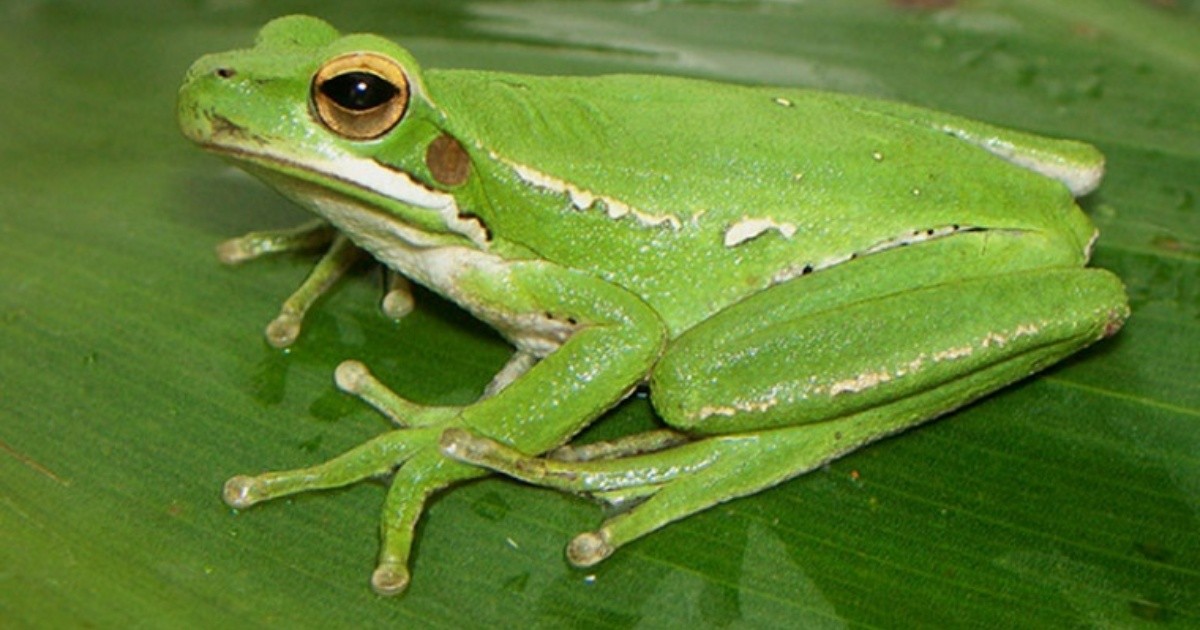 Piel de rana, clave en la cura del Alzheimer | Rosario3