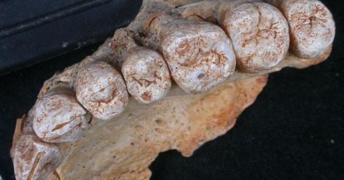 Descubren restos fósiles que cambian la historia de los primeros ...