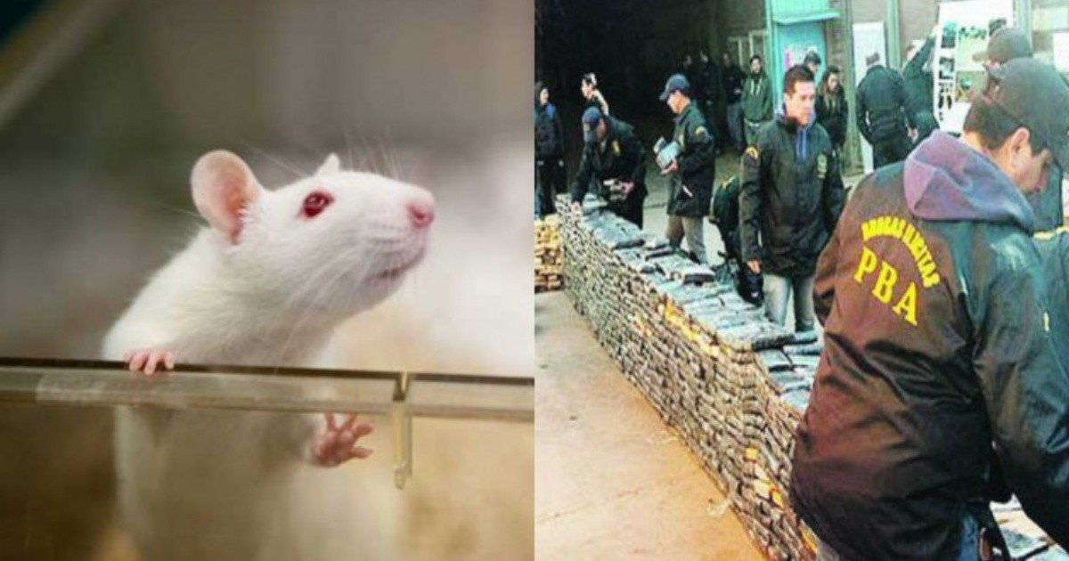 Se perdieron 540 kilos de marihuana y los policías culparon a las ratas ...