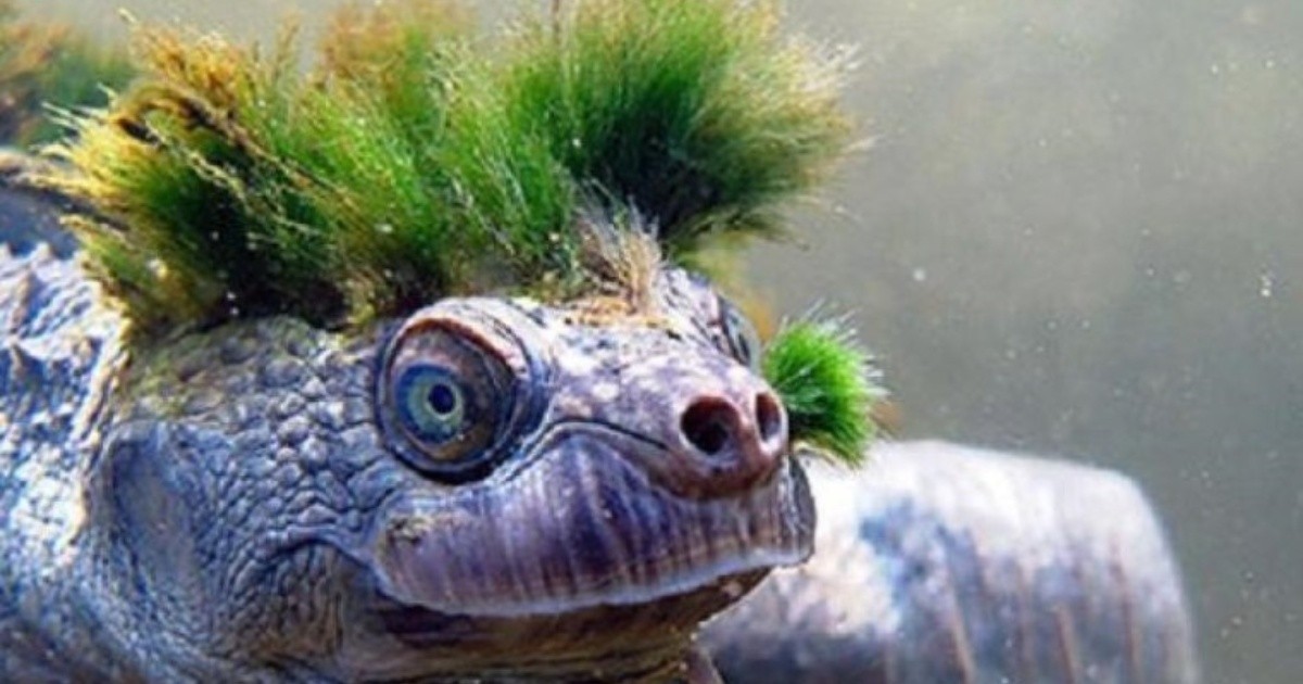 Temen la extinción de la extraña tortuga punk que respira por el ano ...