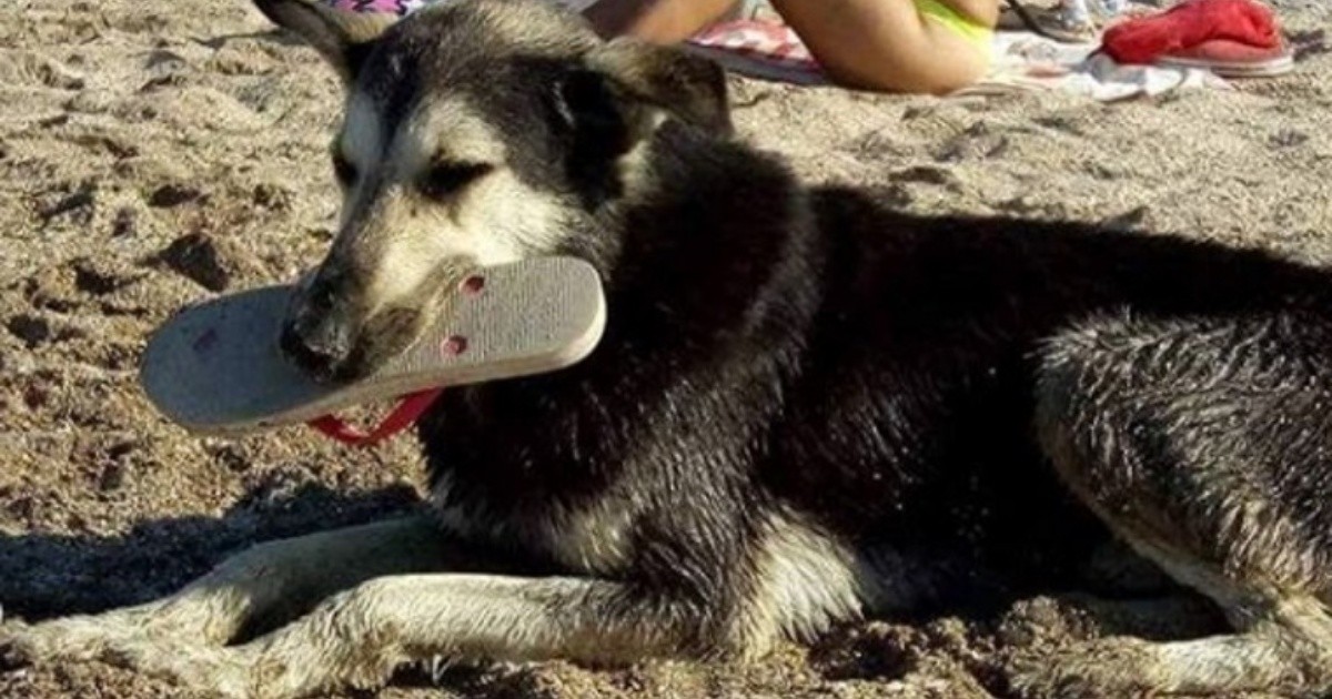 Delincuente canino: así actúa el perro "roba ojota" de la costa ...