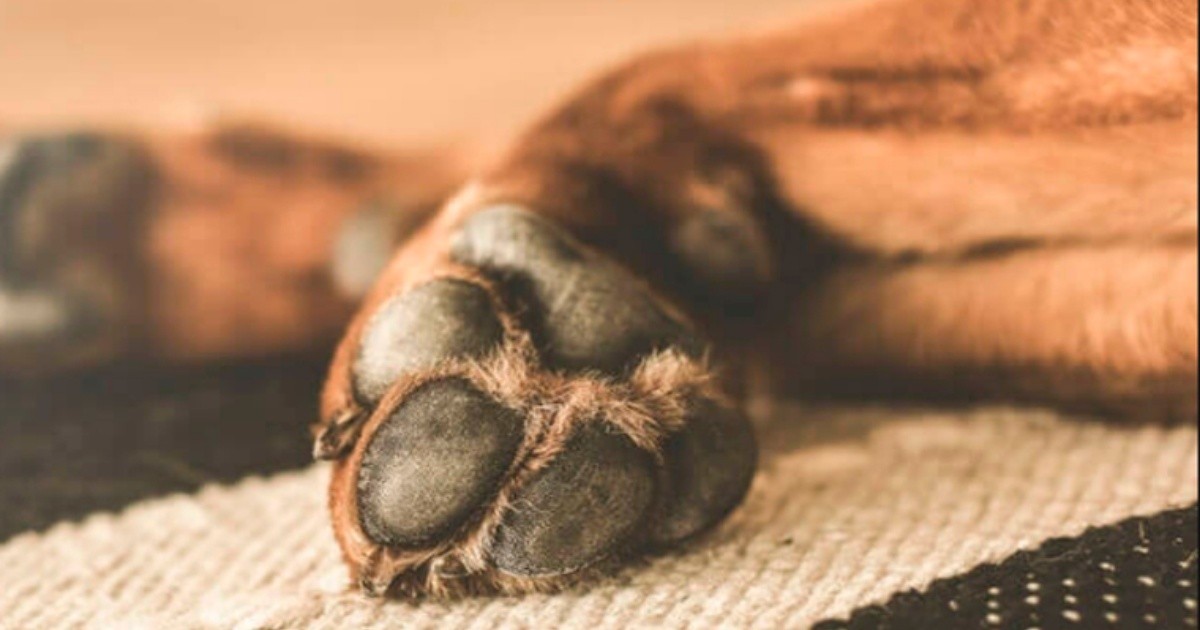 "No le hagas la vida de mierda a tus perros": el reto de una policía a ...