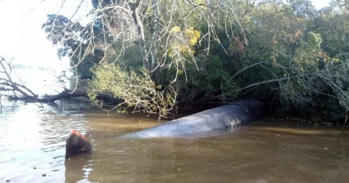 Hallaron una ballena muerta en pleno río Paraná | Rosario3