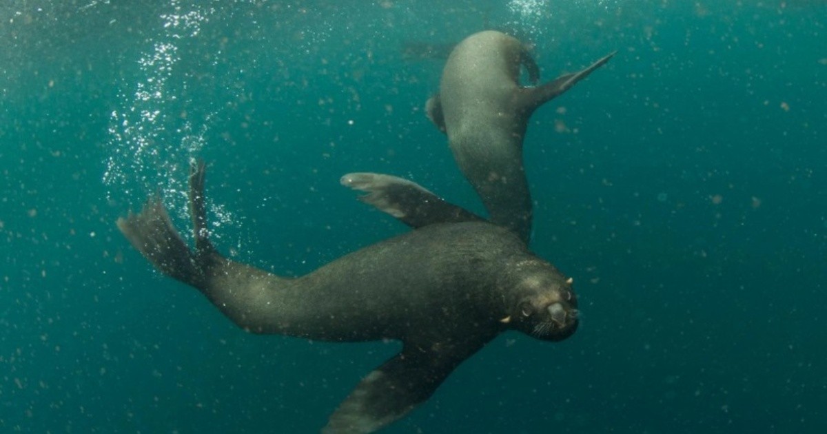 El Ciclo de ecología estrena el documental Yaganes | Rosario3