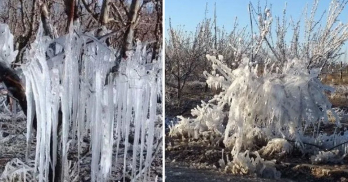 Cayó "helada negra" en Mendoza | Rosario3
