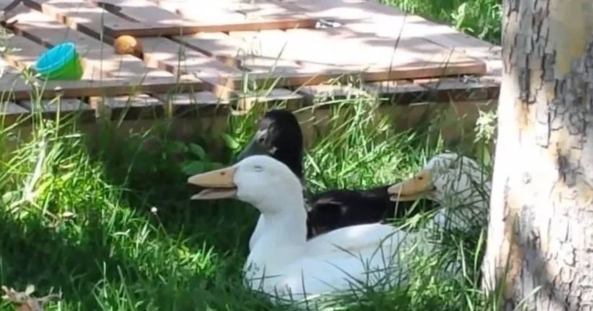 Macabra risa de un pato se viralizó en las redes | Rosario3