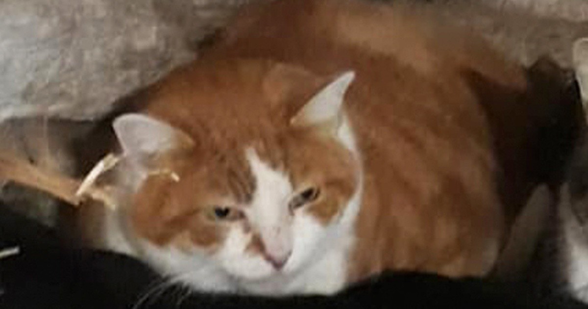 Foto: le sacan a un gato más de un kilo de "rastas" y empieza una nueva ...
