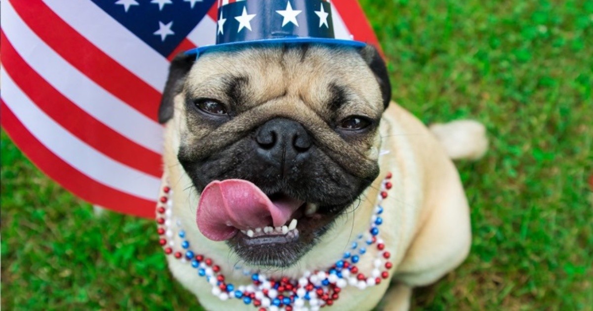 Conocé a Doug the Pug, el perro estrella de las redes sociales | Rosario3